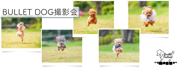 BULLET DOG撮影会 | プードルフェスティバル公式サイト